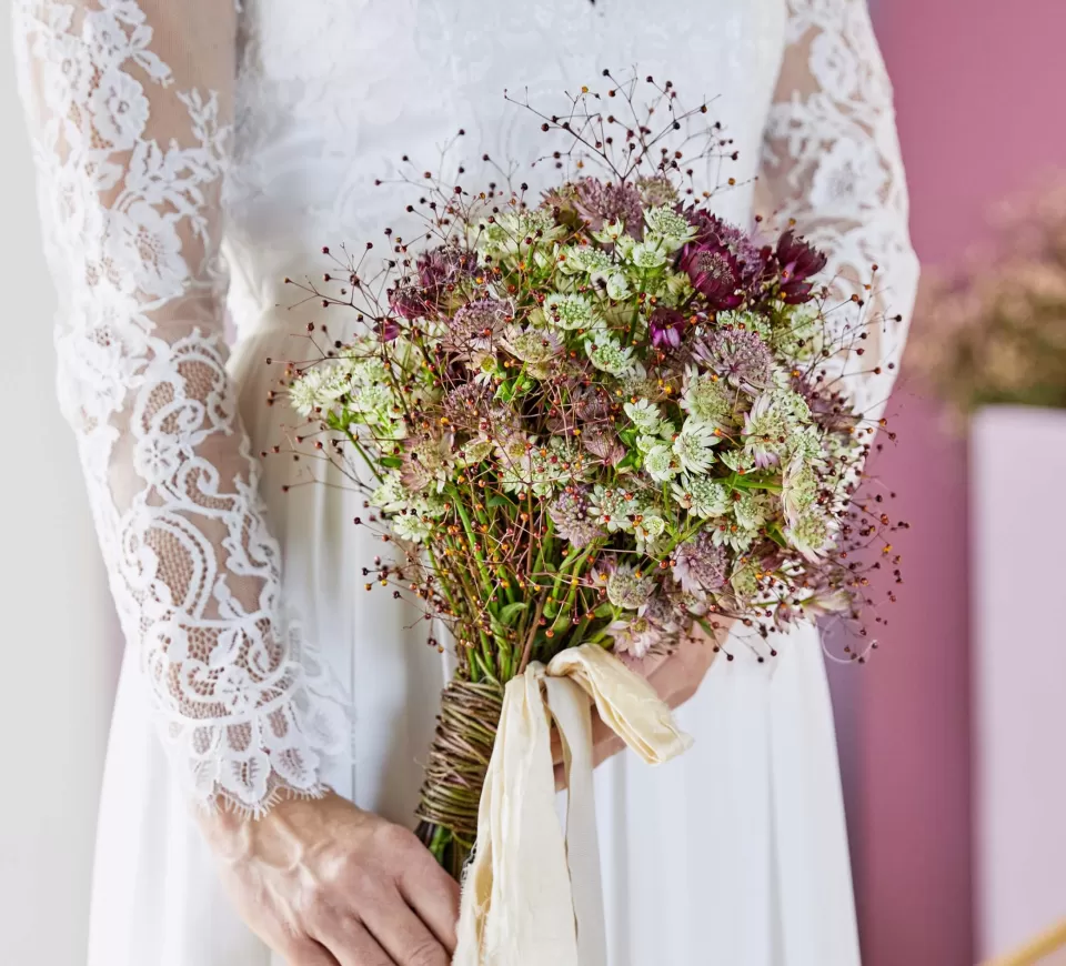 Astrantia collection | Marginpar